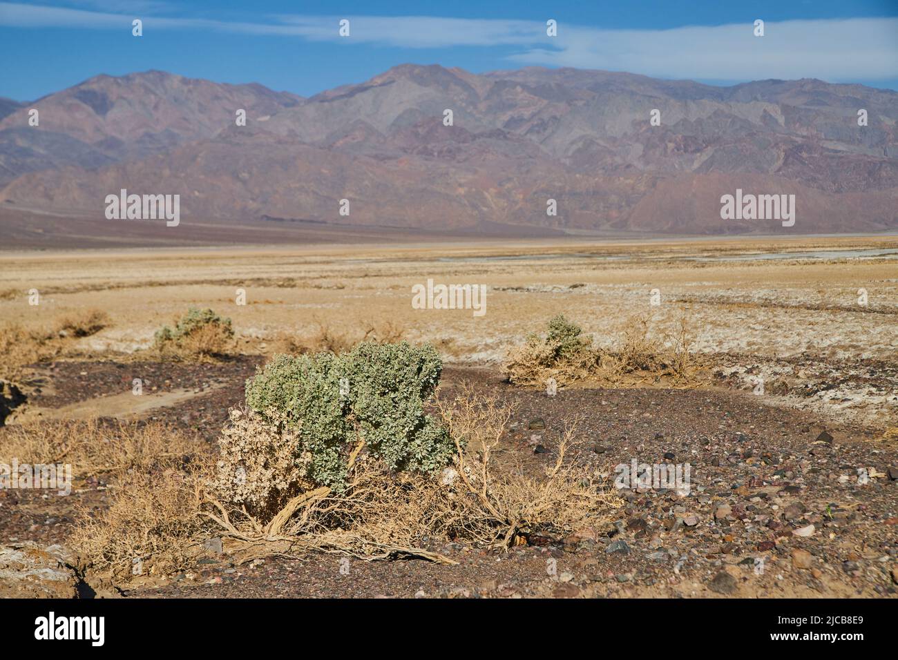 Lone green shrub in empty desert landscape with mountains Stock Photo ...