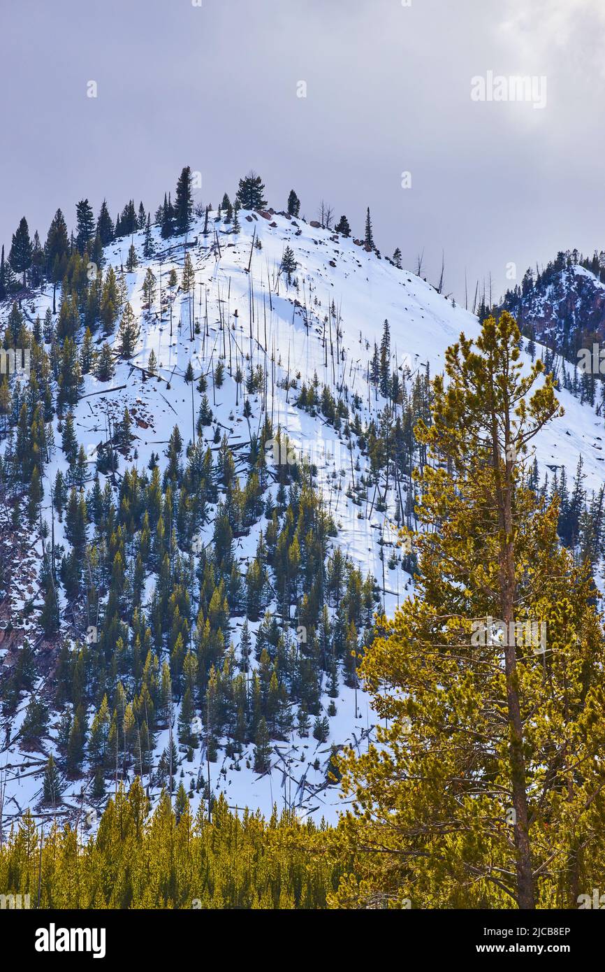 Large snowy mountain covered in pine trees Stock Photo - Alamy Large snowy mountain covered in pine trees Stock Photo - Alamy