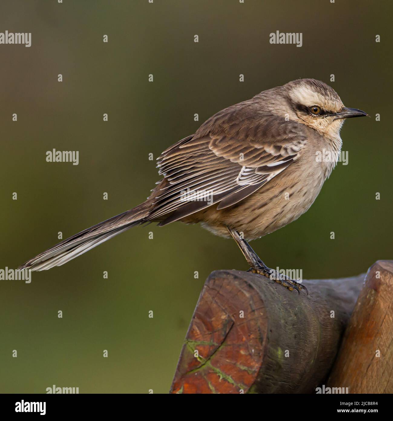 Browed mockingbird hi-res stock photography and images - Alamy