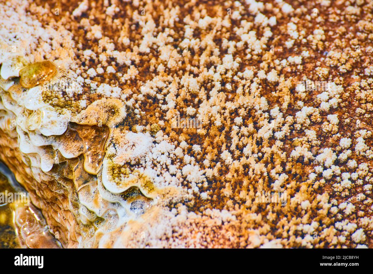 Macro texture asset of Yellowstone hot spring terrace Stock Photo - Alamy