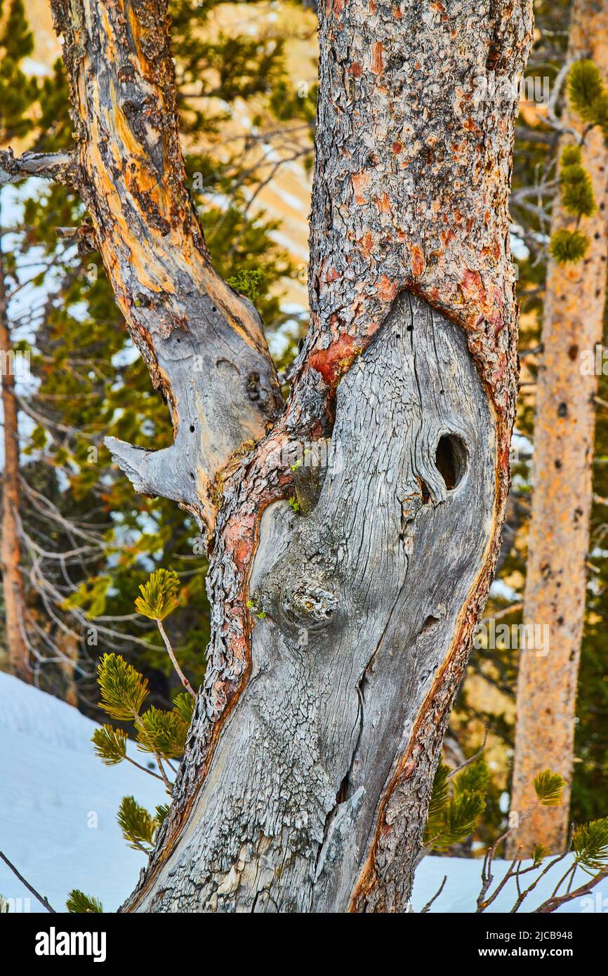 Old snowy pine tree hi-res stock photography and images - Alamy