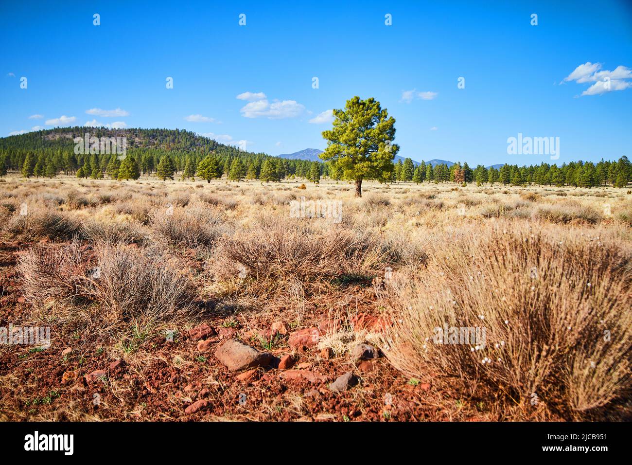 Desert tree farm hi-res stock photography and images - Alamy