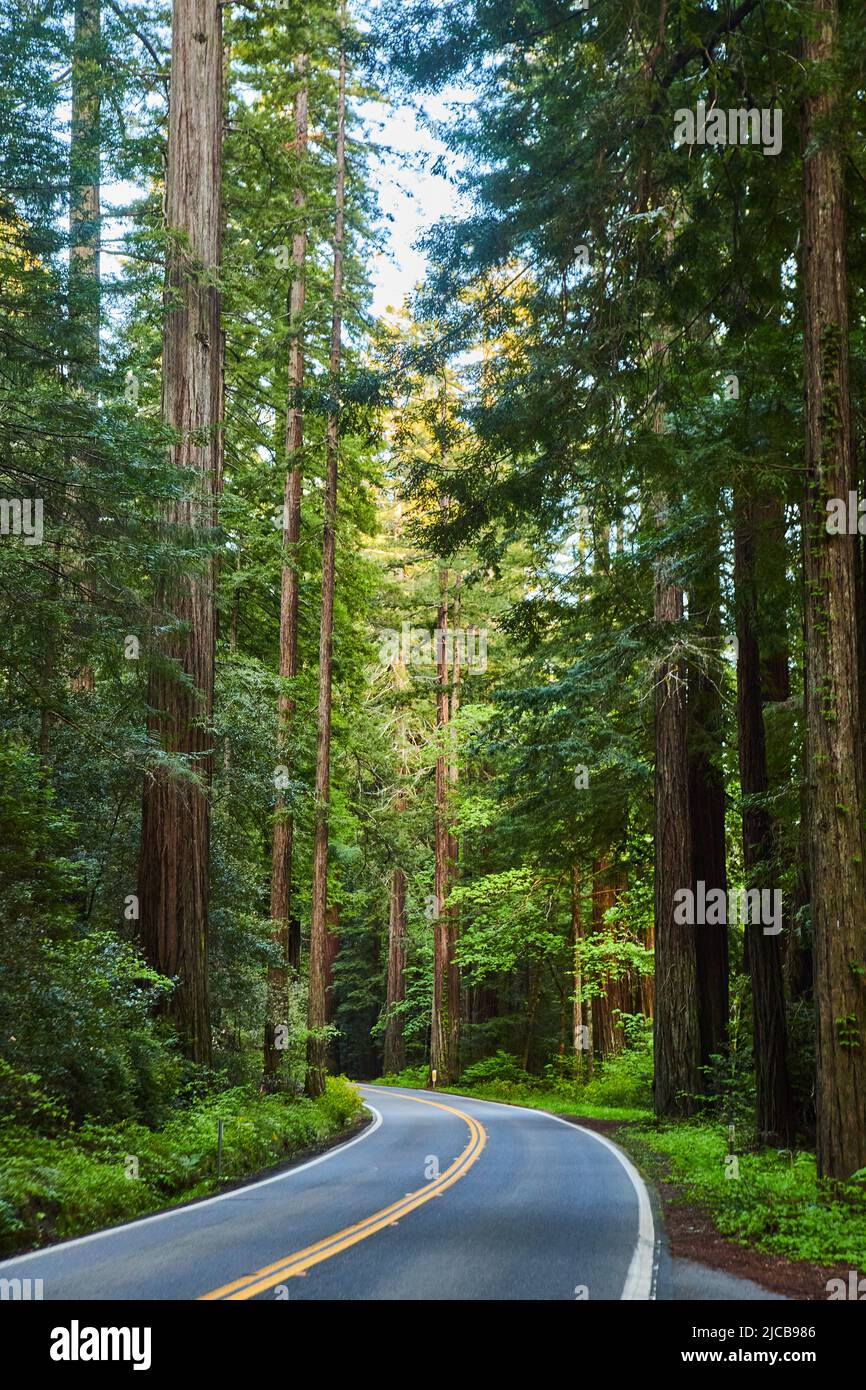 Redwood trees alongside clean road through forest Stock Photo - Alamy