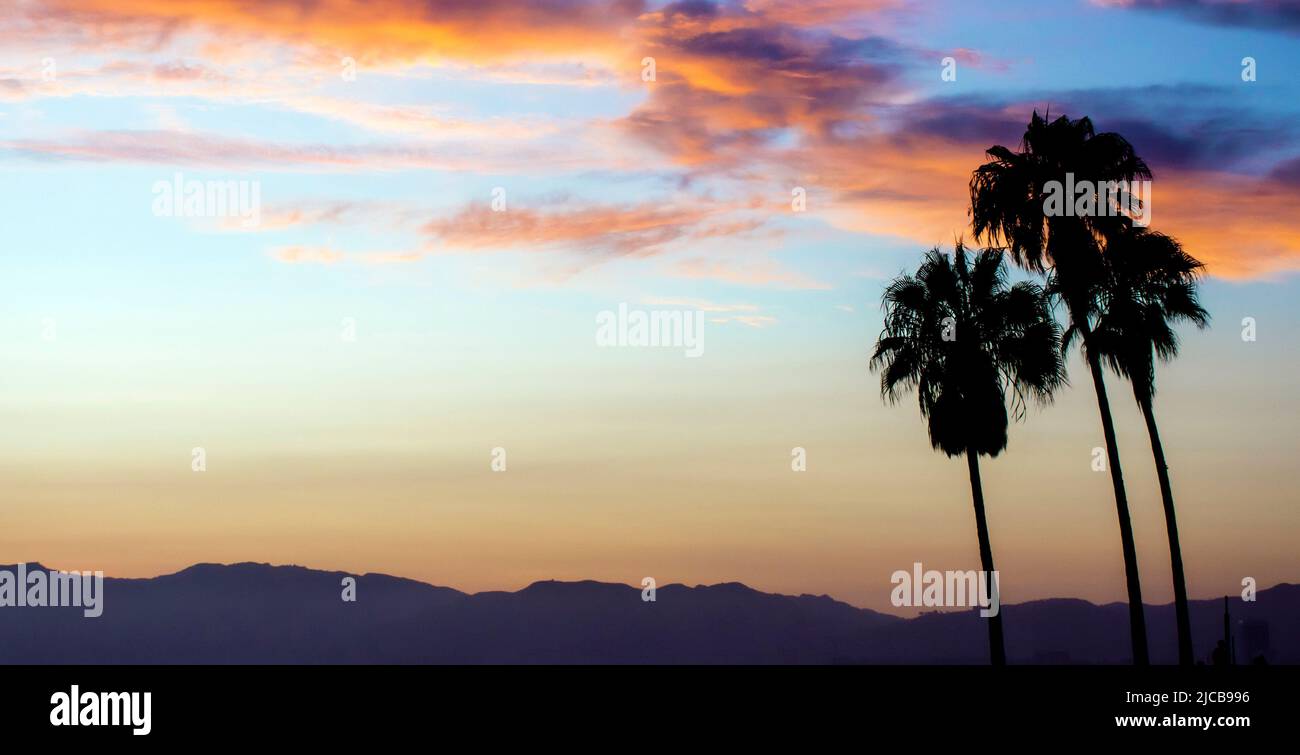 Three palm trees grouped together against sunset and distant mountains ...