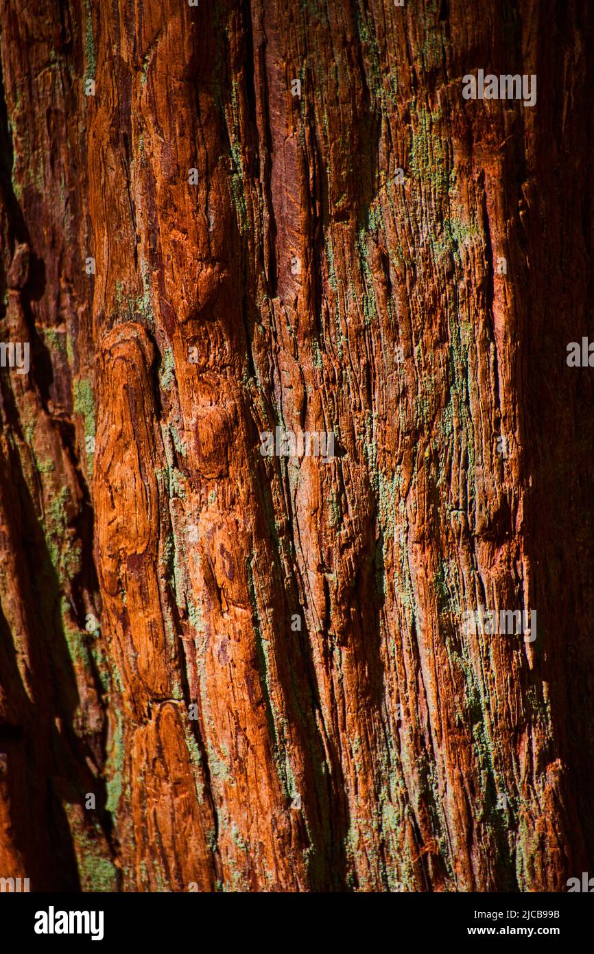 Old bark tree trail hi-res stock photography and images - Alamy
