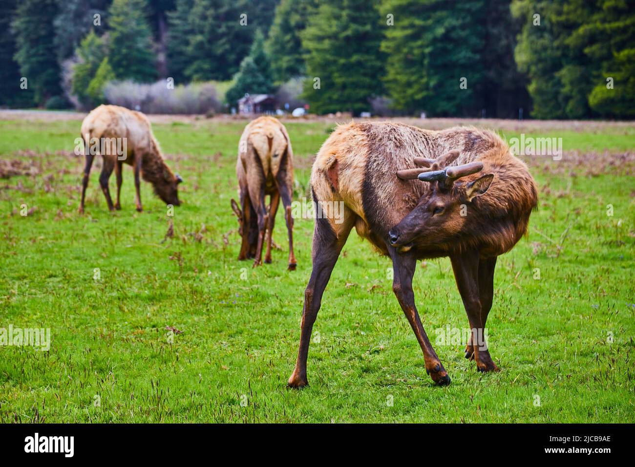 Spring field with herd of elk grazing Stock Photo - Alamy