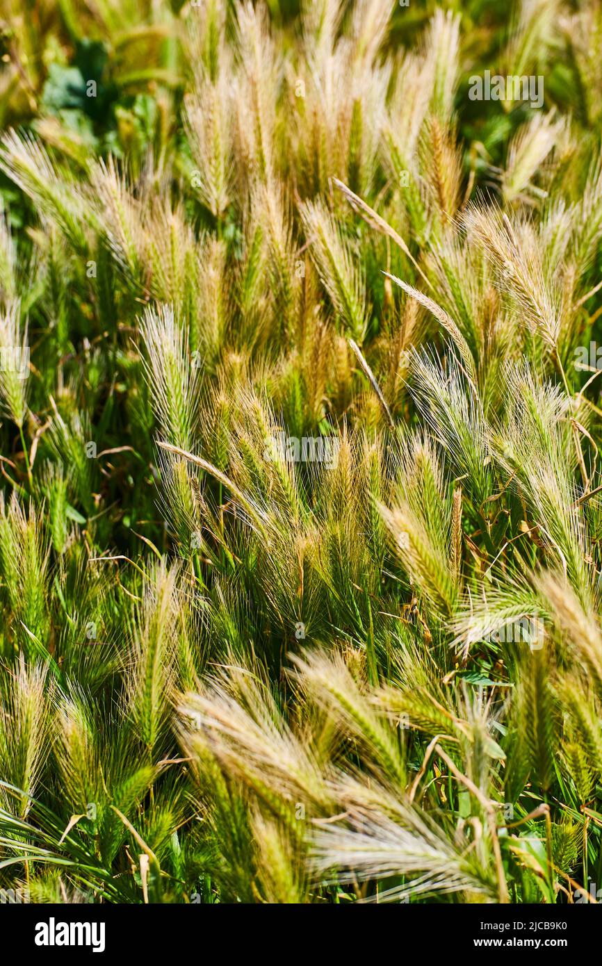 Grasses food plant hi-res stock photography and images - Alamy