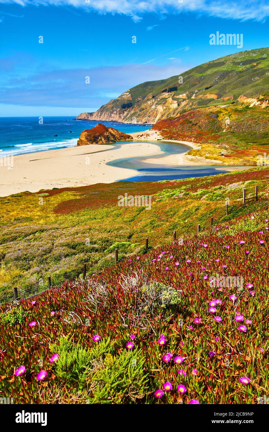 River of blue water meets the ocean next to spring fields of pink ...