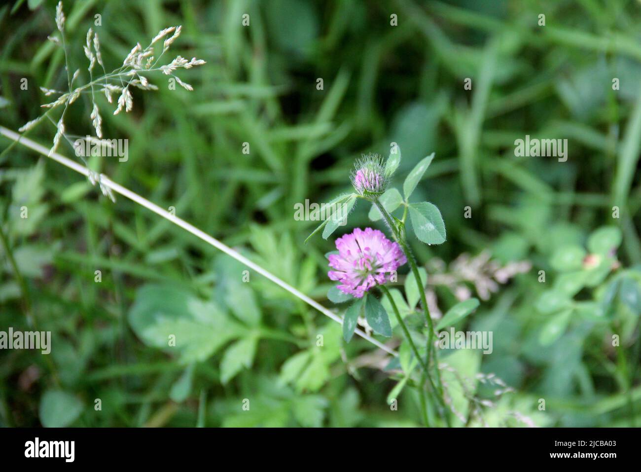 Red clover flower, scientific name Trifolium pratense, wild flowers ...