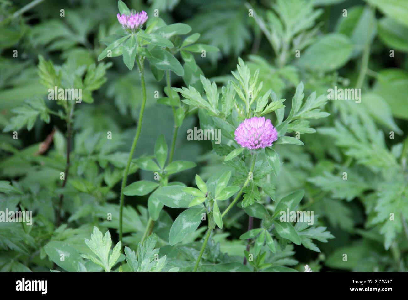 Red clover flower, scientific name Trifolium pratense, wild flowers ...