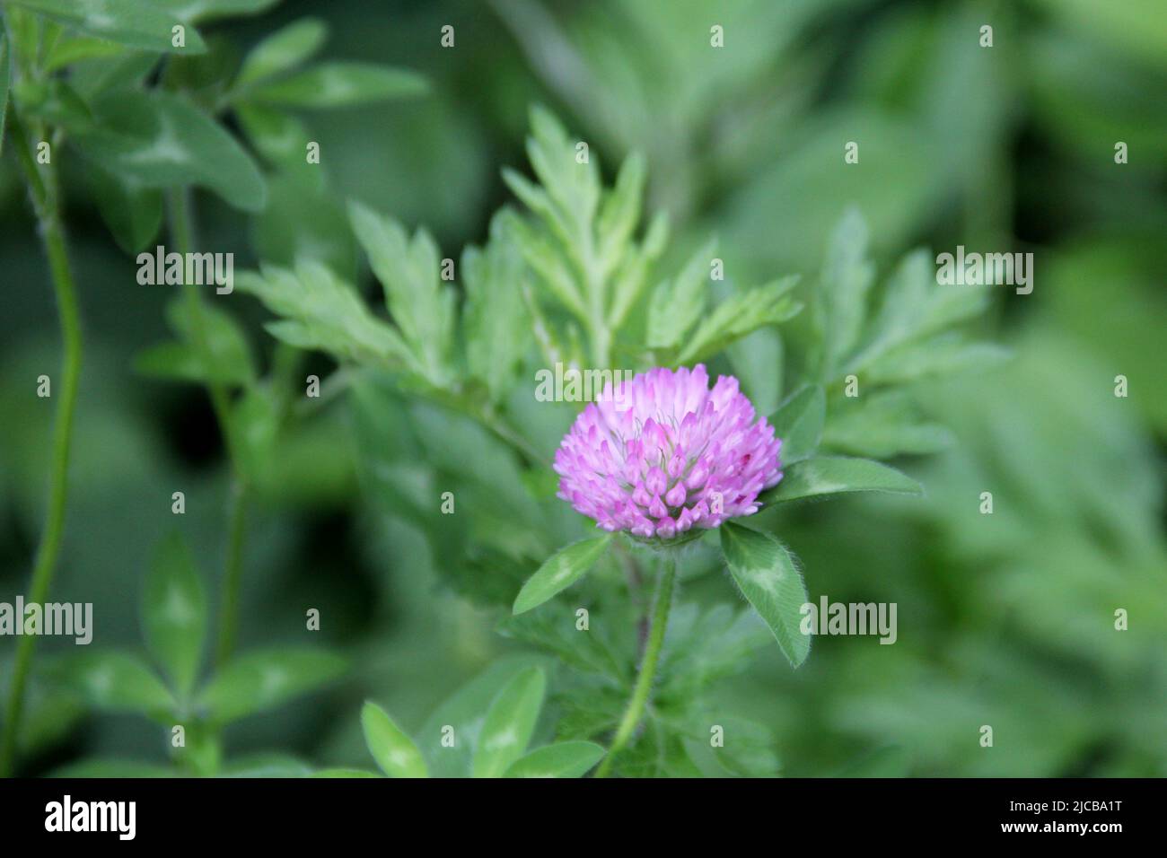 Red clover flower, scientific name Trifolium pratense, wild flowers ...