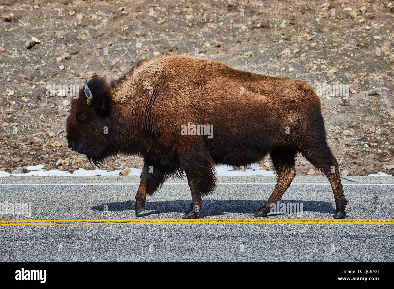 Lone bison wanders along paved road Stock Photo - Alamy