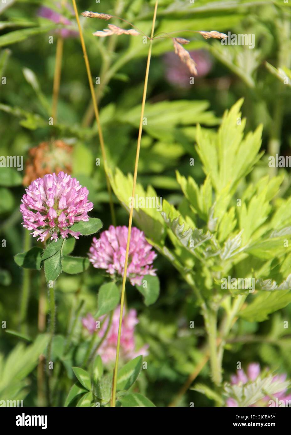 Red clover flower, scientific name Trifolium pratense, wild flowers ...