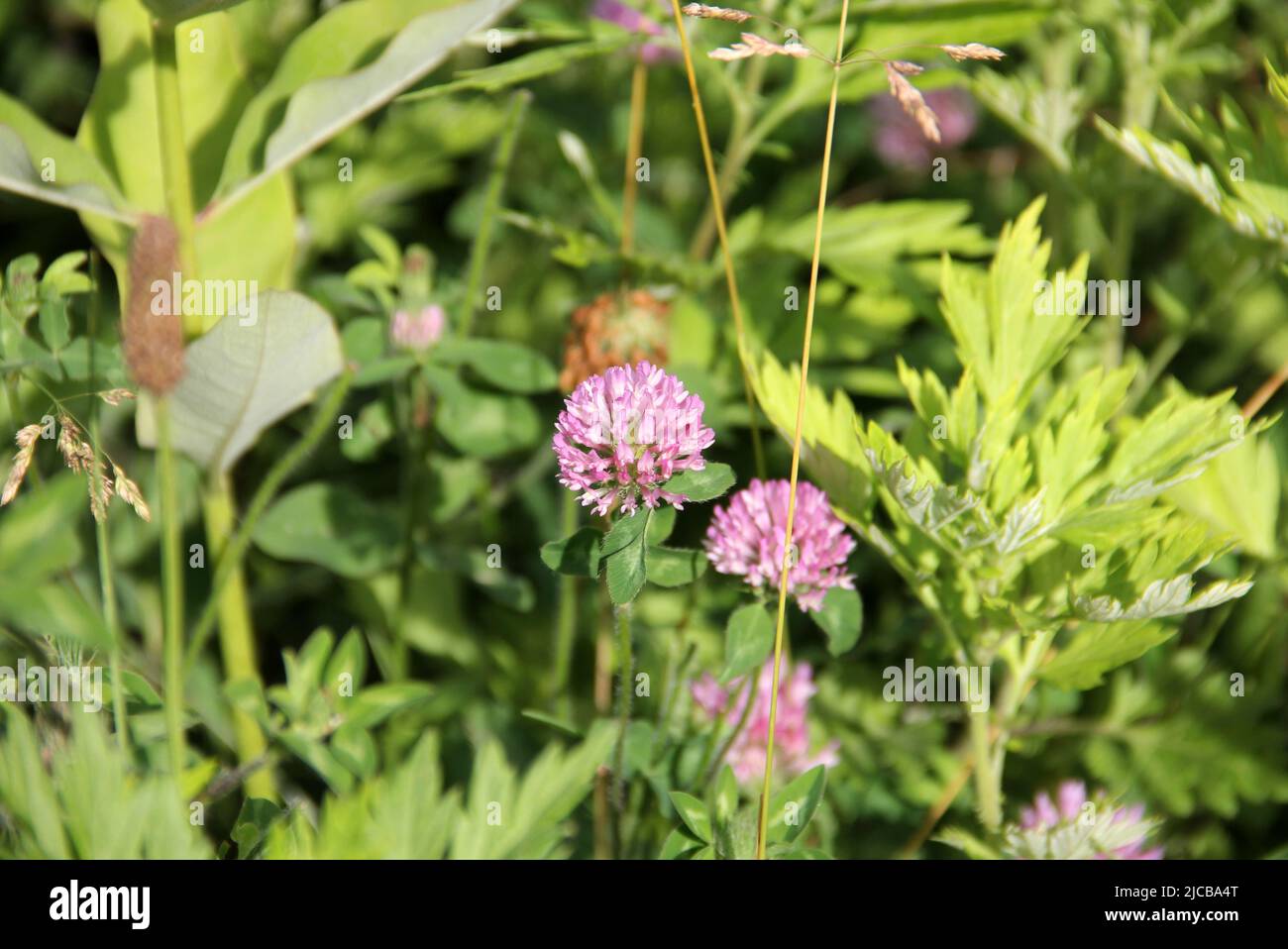 Red clover flower, scientific name Trifolium pratense, wild flowers ...