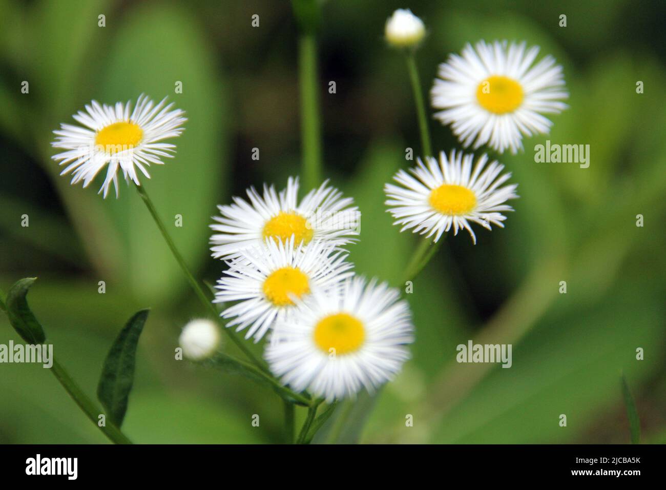 Eastern Daisy Fleabane, aka Annual Fleabane, scientific name Erigeron ...