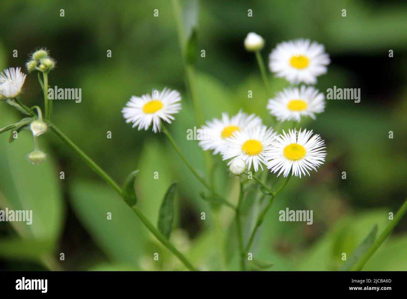 Eastern Daisy Fleabane, aka Annual Fleabane, scientific name Erigeron ...