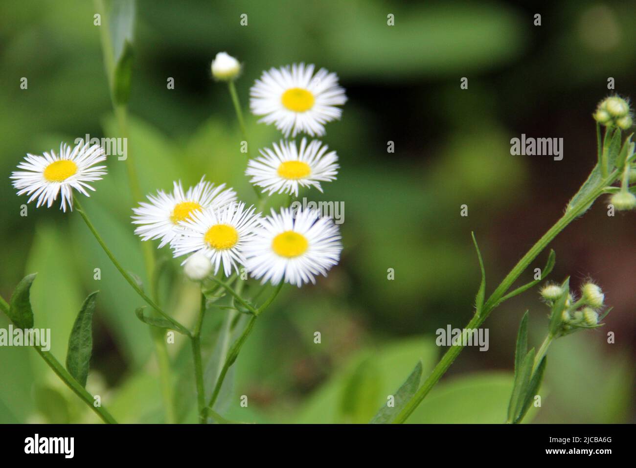 Eastern Daisy Fleabane, aka Annual Fleabane, scientific name Erigeron ...
