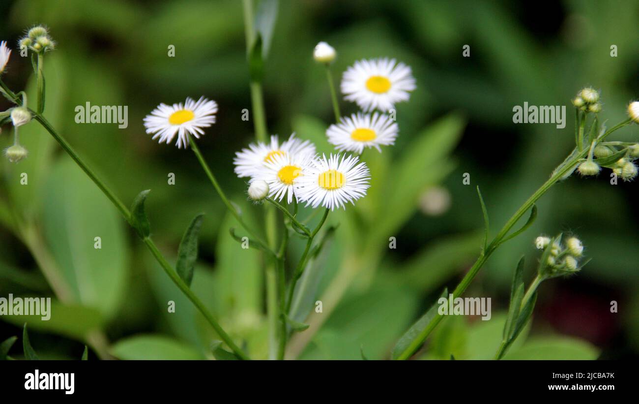 Eastern Daisy Fleabane, aka Annual Fleabane, scientific name Erigeron ...