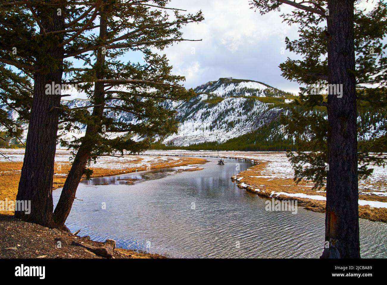 Peering through pine trees of river and snowy mountains of Yellowstone ...