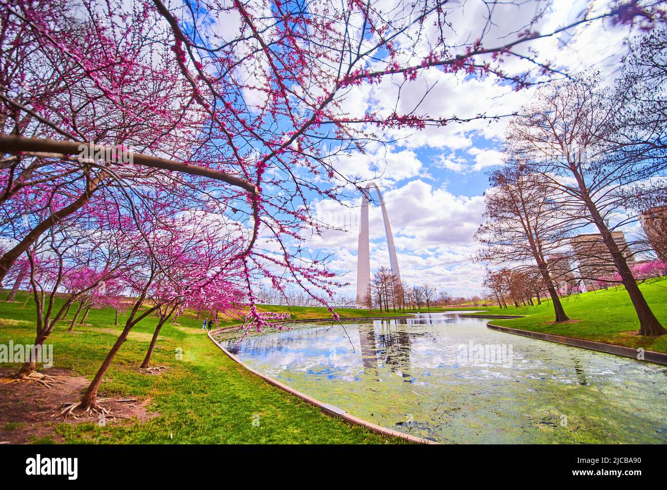 Pond with algae surrounded by cherry tree with Gateway Arch of St ...