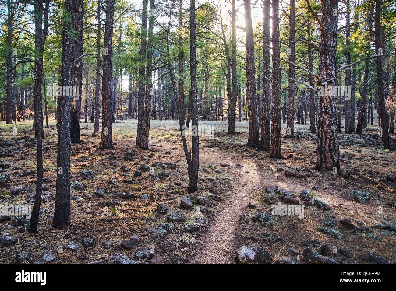 Split walking path in a peaceful pine tree forest Stock Photo - Alamy