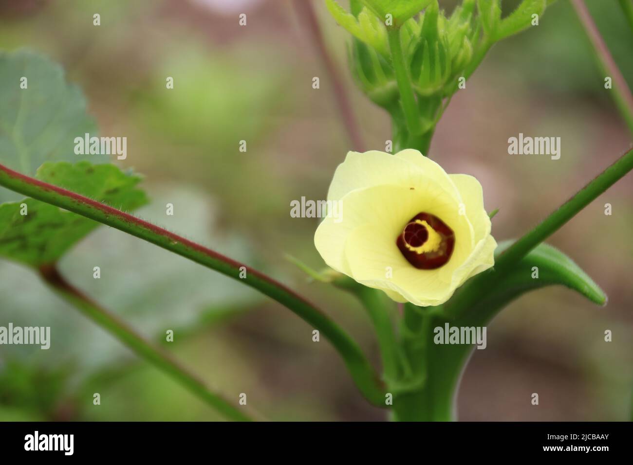 Okra flower hi-res stock photography and images - Alamy