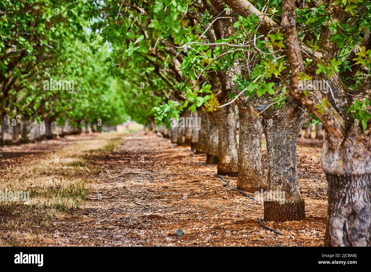 Rows of almond trees in farm with bark detail Stock Photo - Alamy