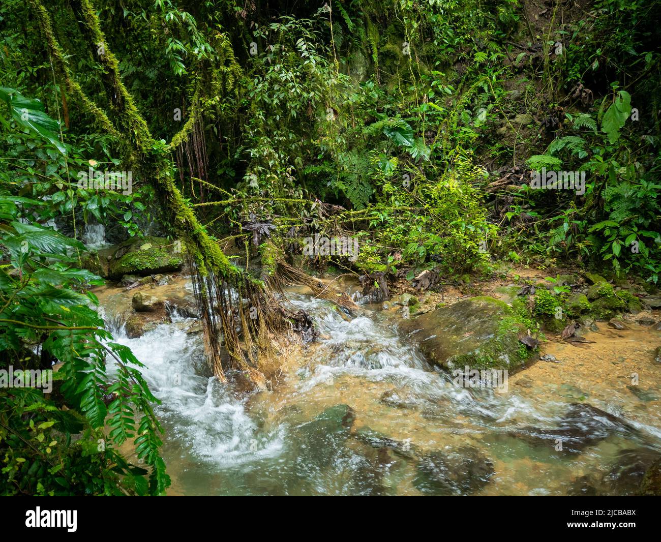 A Log Connecting From One Side to the Other Over the River that Crosses ...