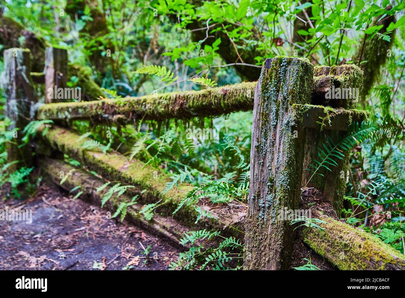 Old decayed fence covered in moss by the road Stock Photo - Alamy