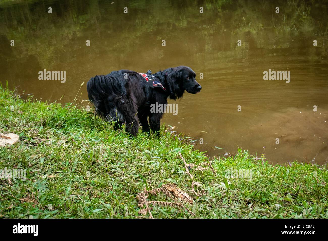Black English Cocker Spaniel Trying to Slowly Enter the Water of the ...