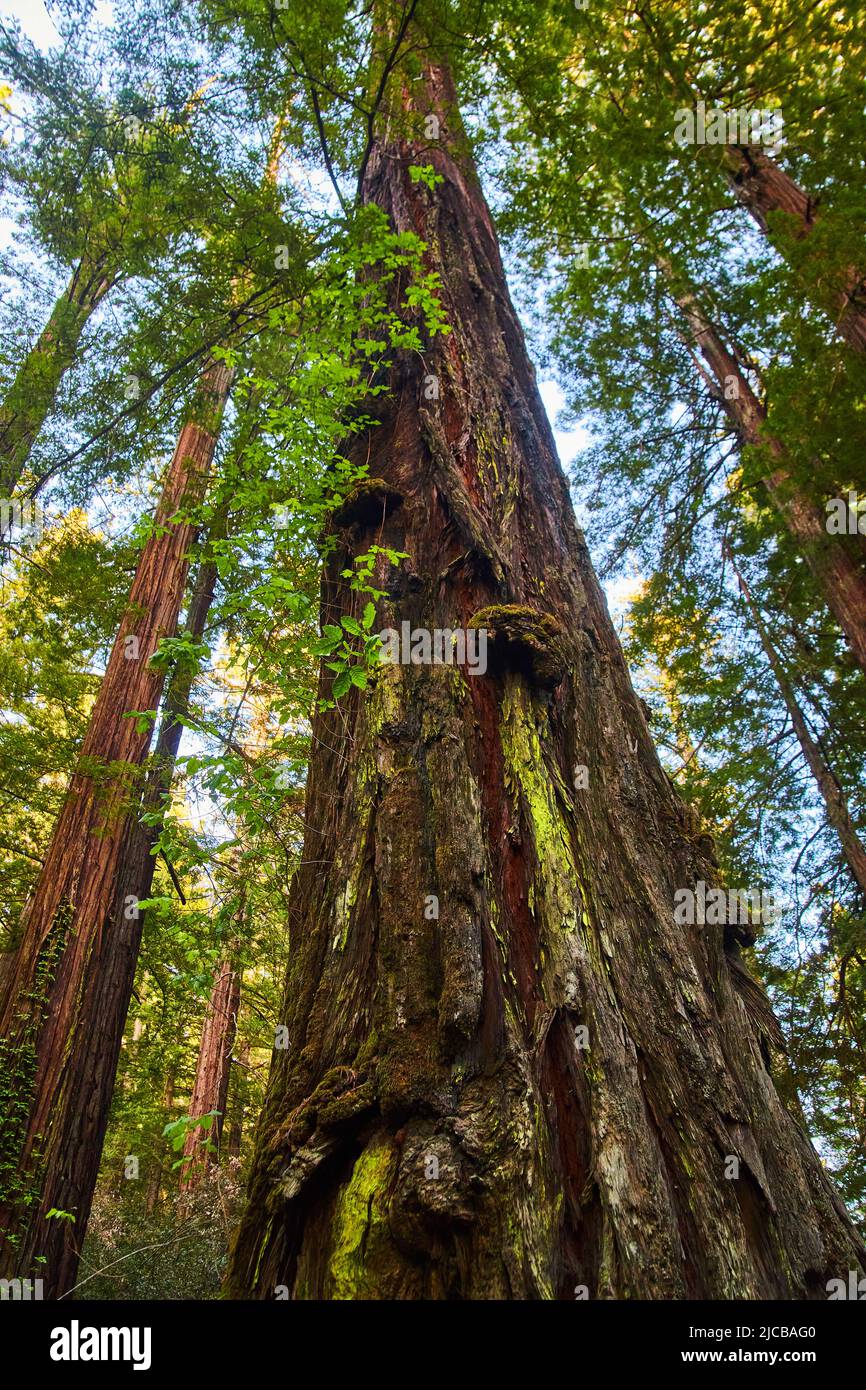 Tree branch leaves redwoods national park hi-res stock photography and ...