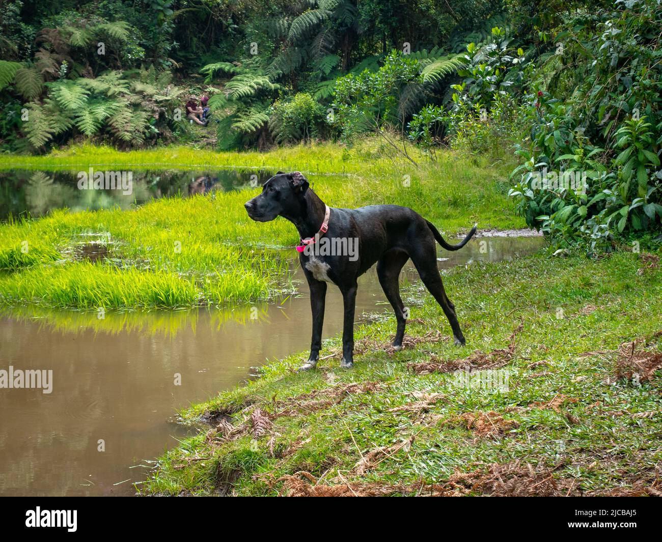 The Great Dane, also known as the German Mastiff or Deutsche Dogge, a ...