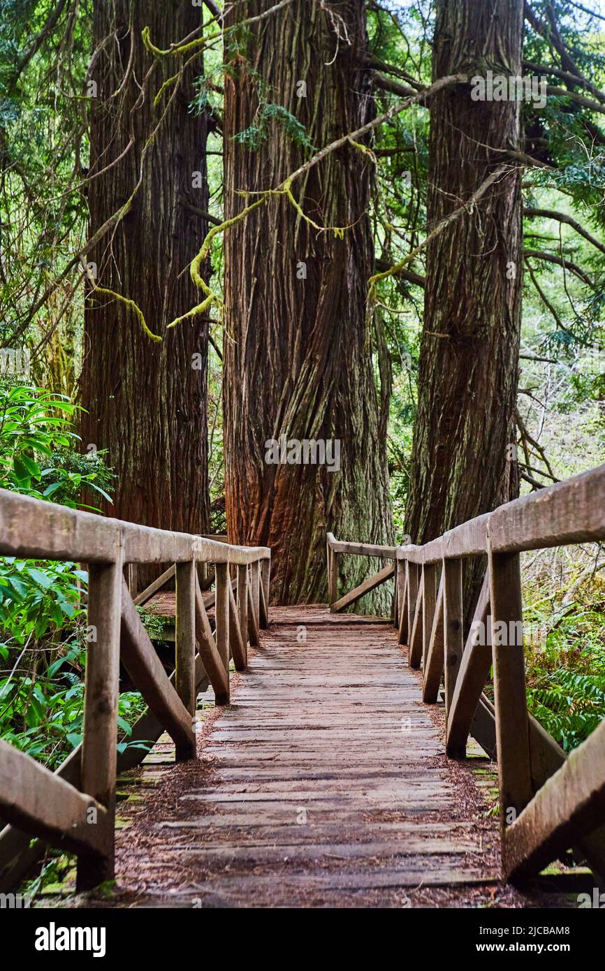 Simple wood bridge leads to three large Redwood trees Stock Photo - Alamy