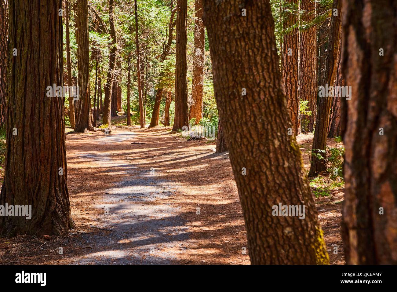 Simple hiking path covered with pine needles in serene forest Stock ...