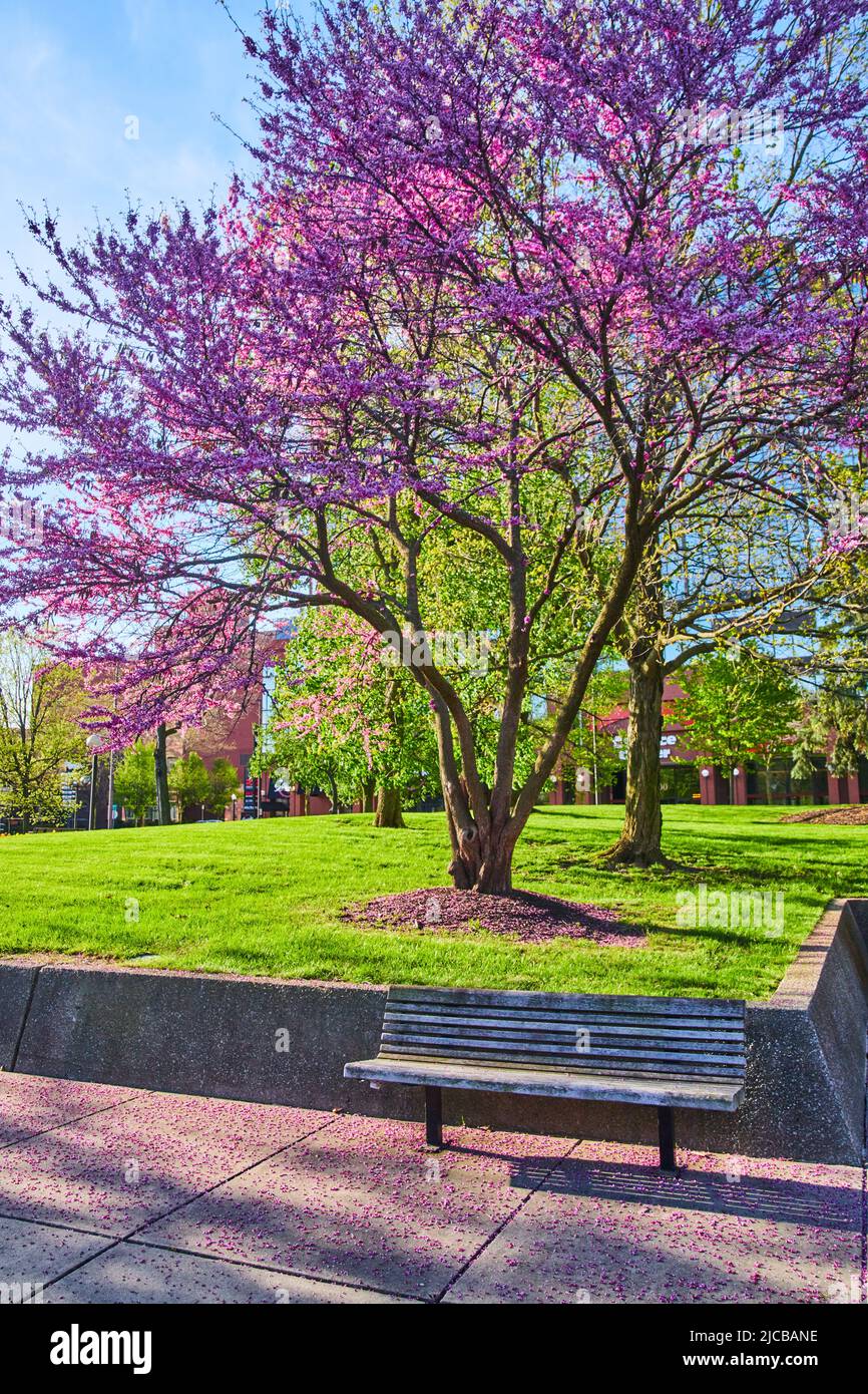 Stunning cherry tree over park bench leaving pink petals Stock Photo ...