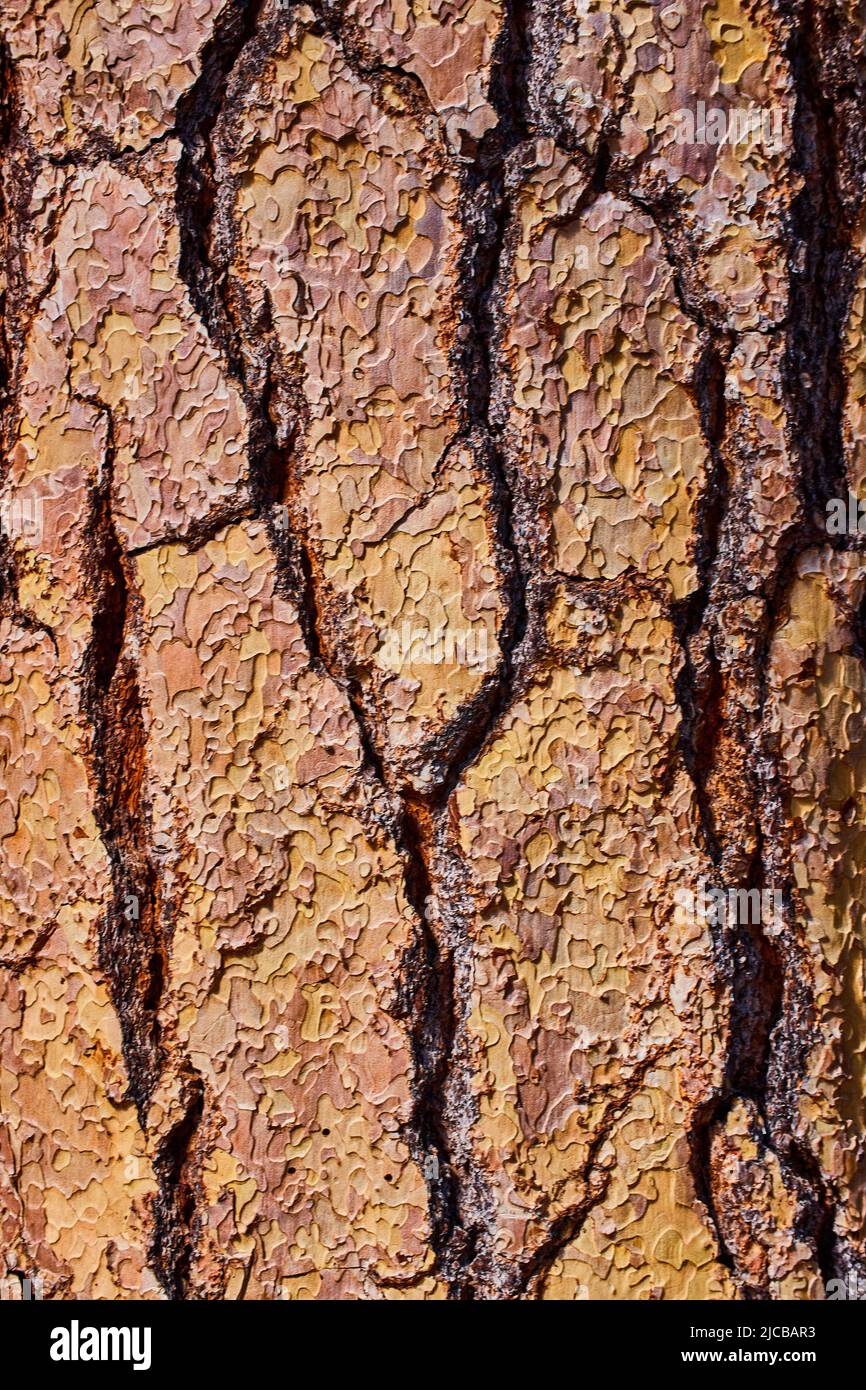 Tree bark textural asset detail of cracks and moss Stock Photo - Alamy