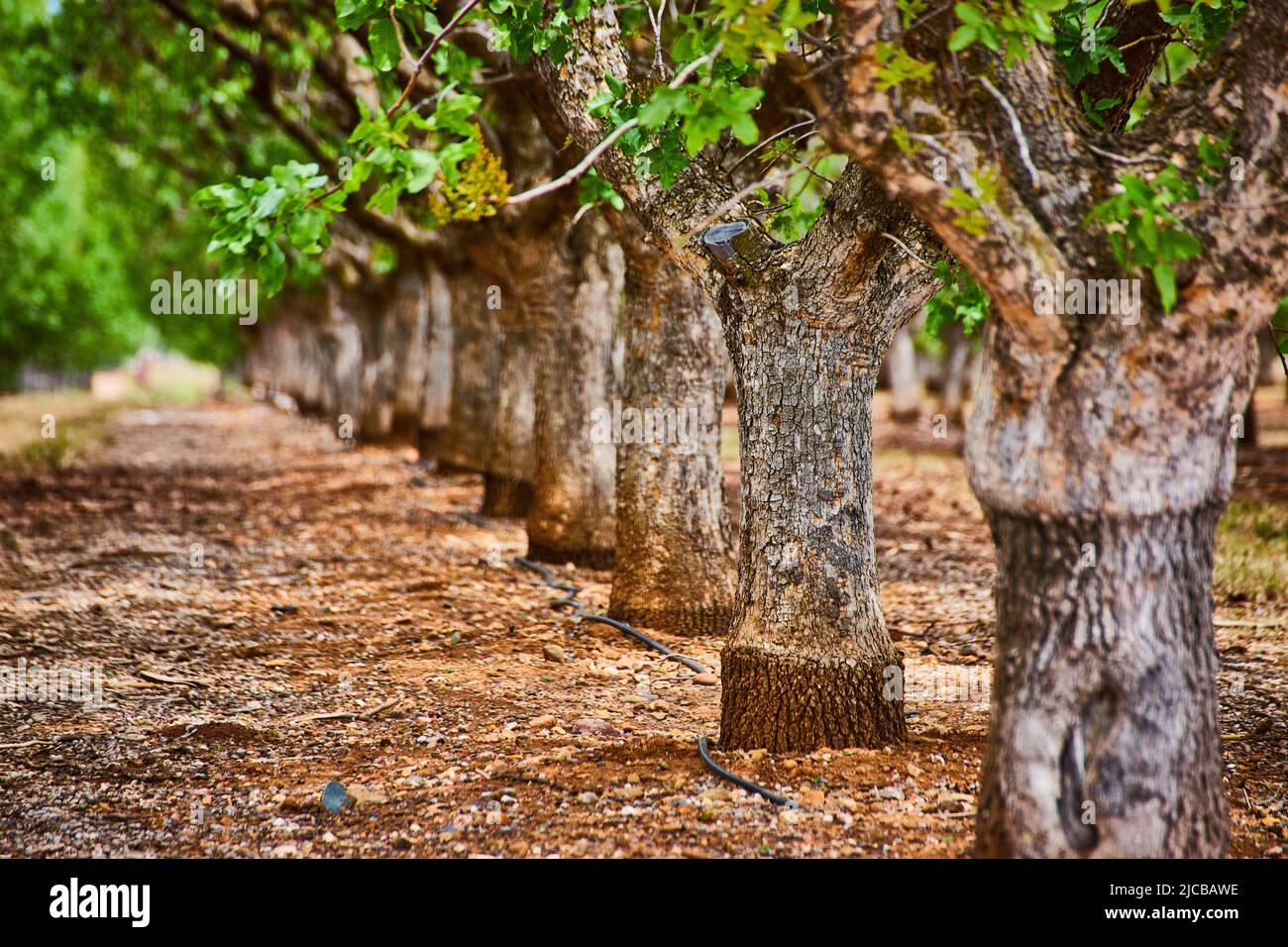 Almonds and farm and water hi-res stock photography and images - Alamy