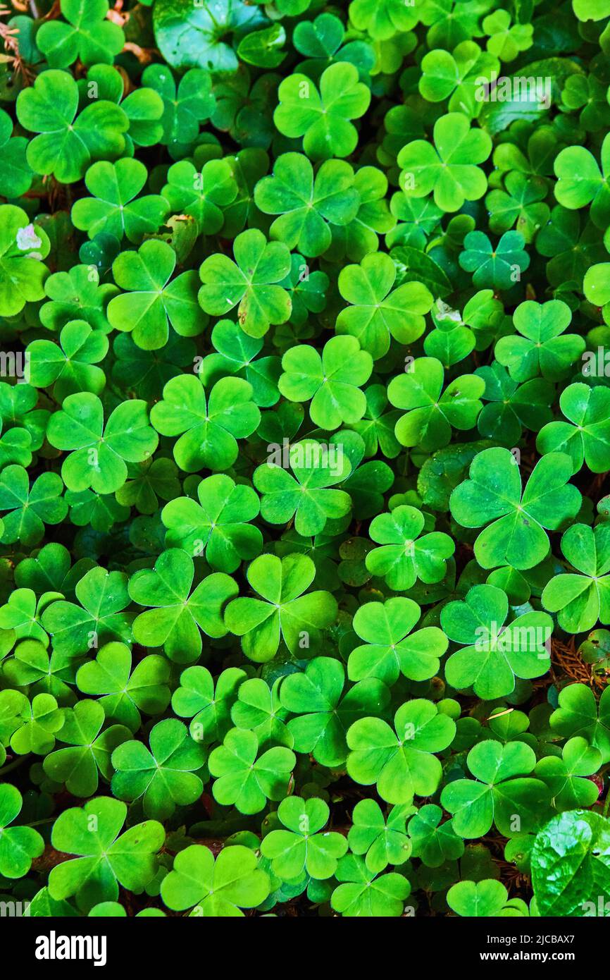 Green forest in california hi-res stock photography and images - Alamy
