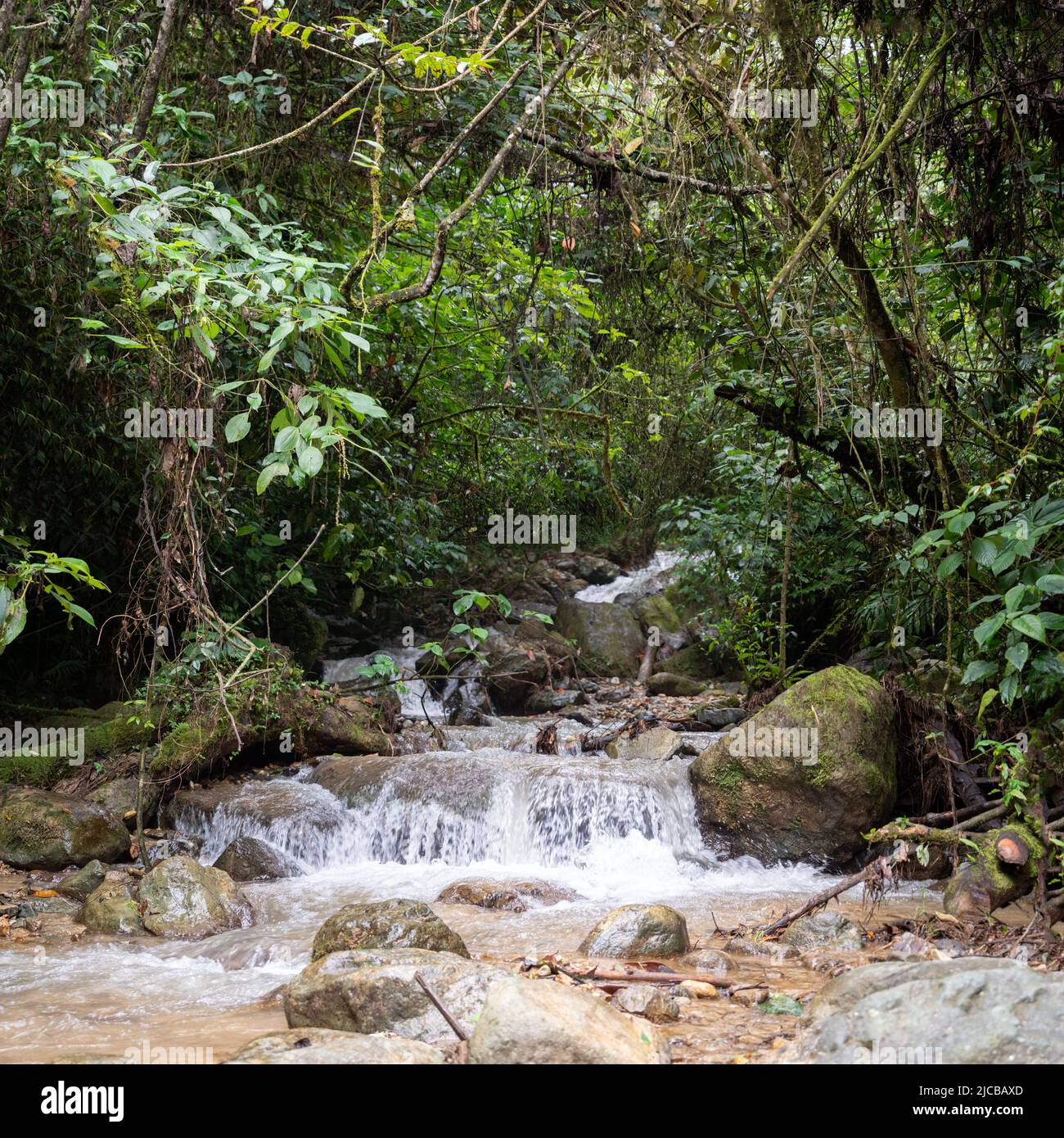 Lots of Vegetation, Plants, Moss on the Rocks at Waterfalls near to the ...
