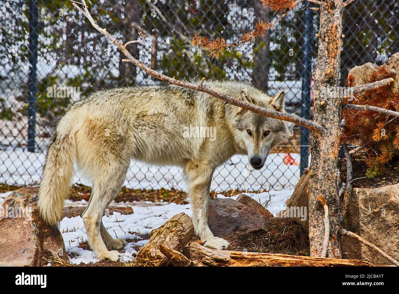Grey wolf in snow yellowstone hi-res stock photography and images - Alamy