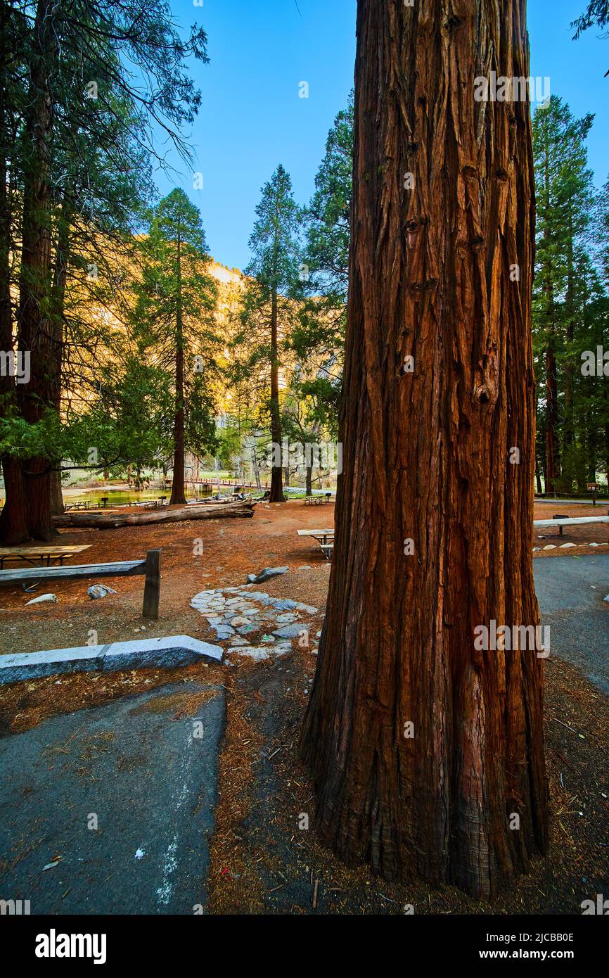 Perfect pine tree trunk next to park area in mountains Stock Photo - Alamy