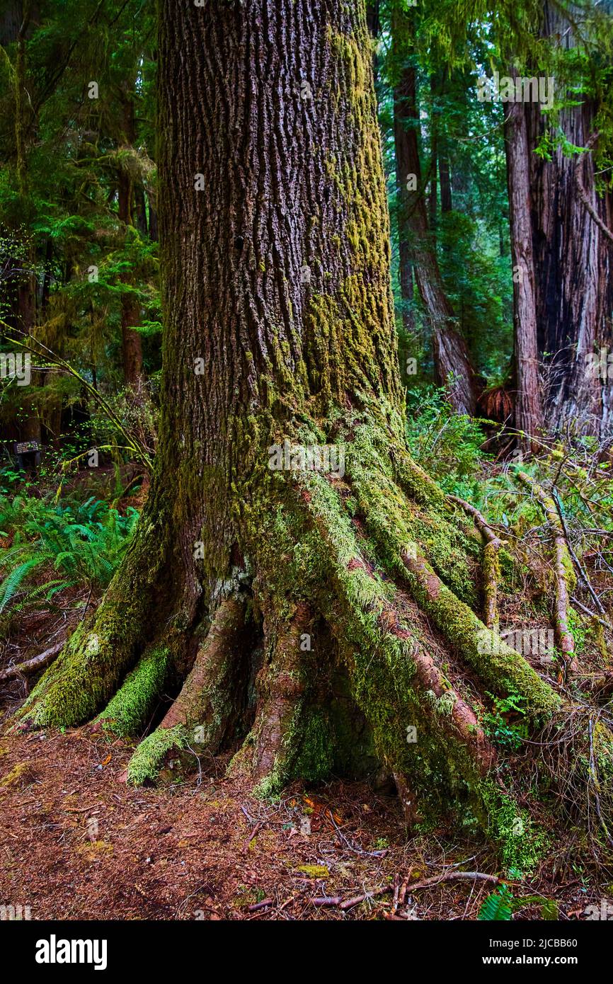 Redwood forest tree with exposed roots by trail Stock Photo - Alamy