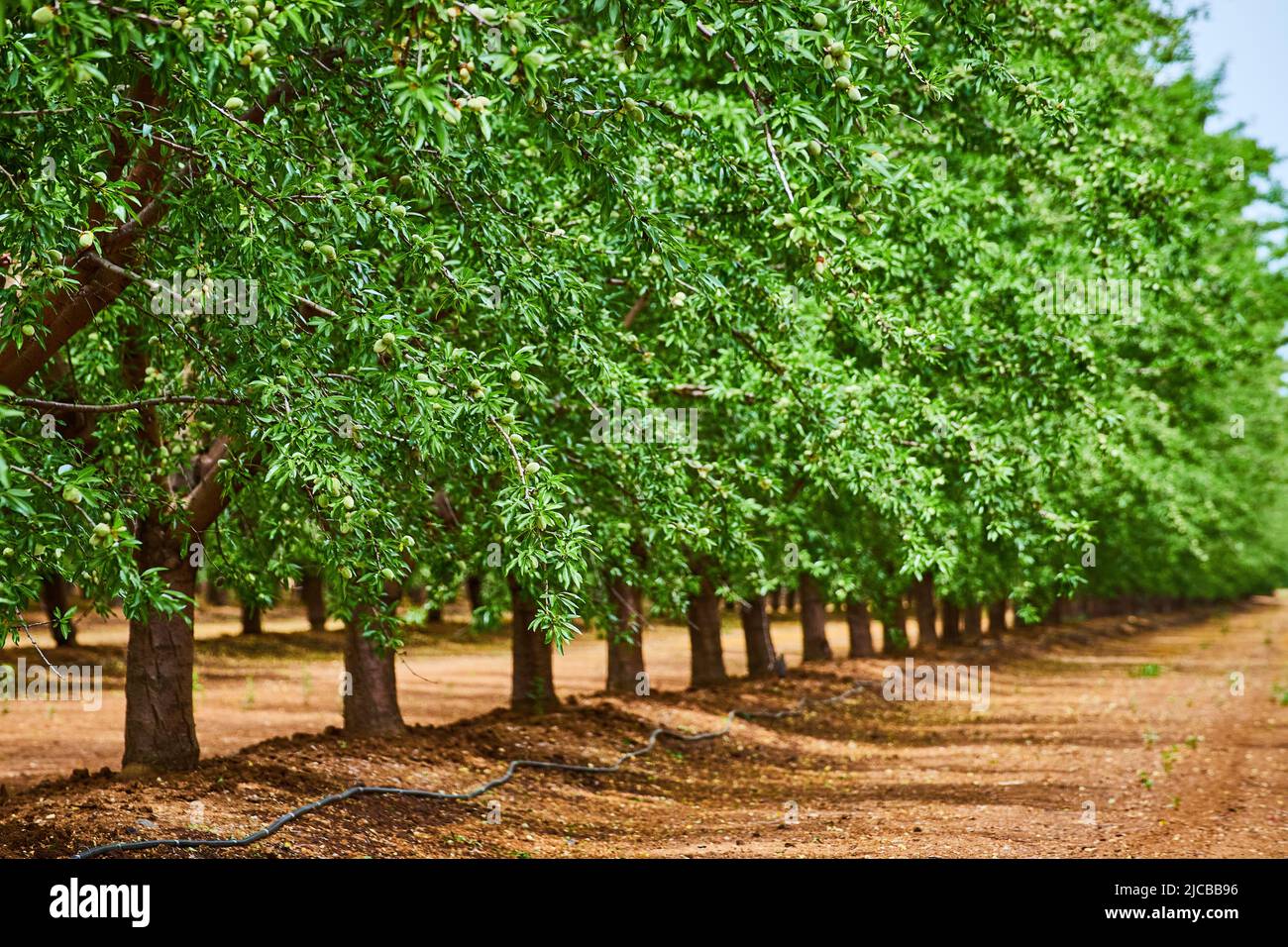 Row of spring almond trees Stock Photo - Alamy