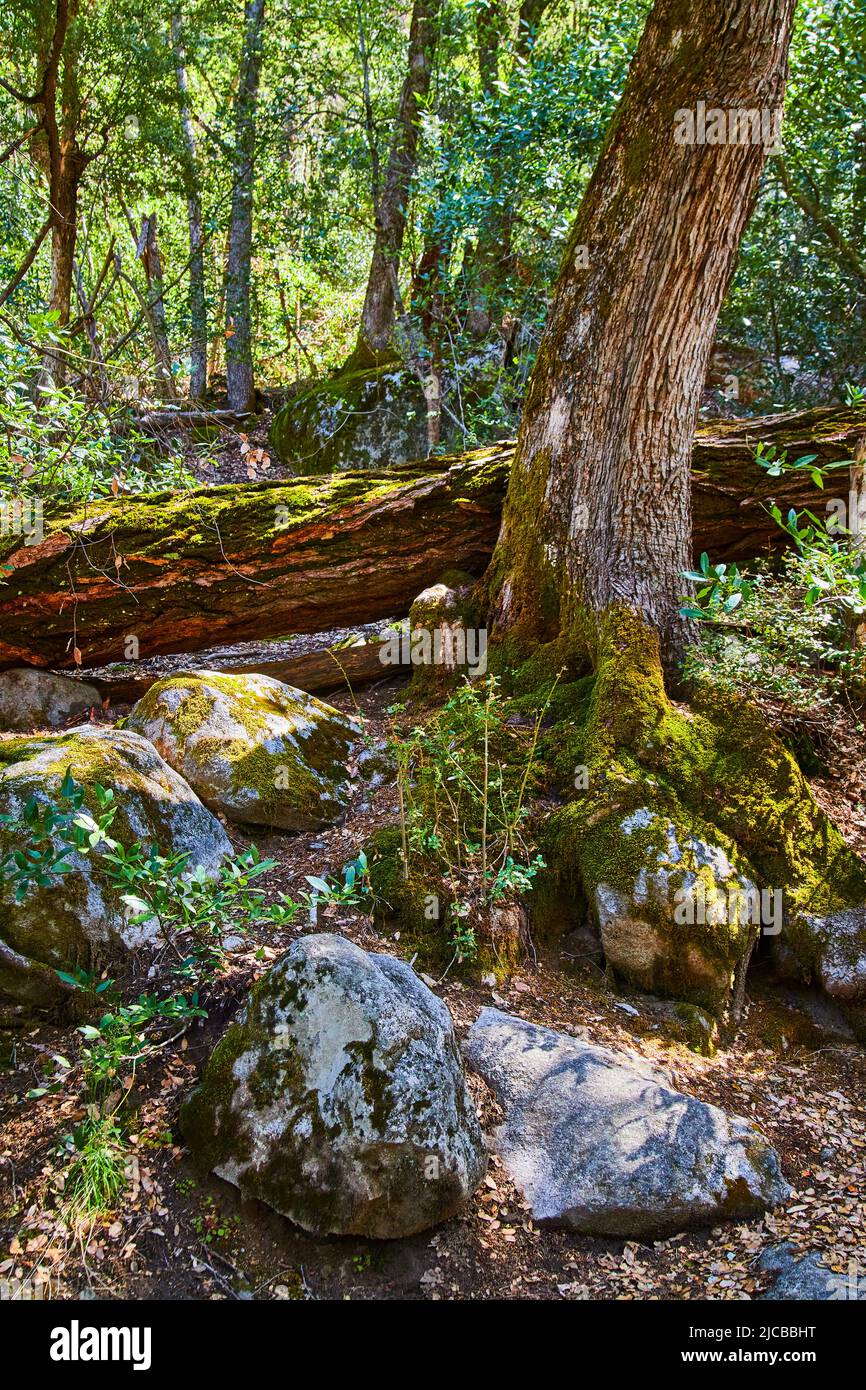 Simple forest scene of boulders, logs, and trees Stock Photo - Alamy
