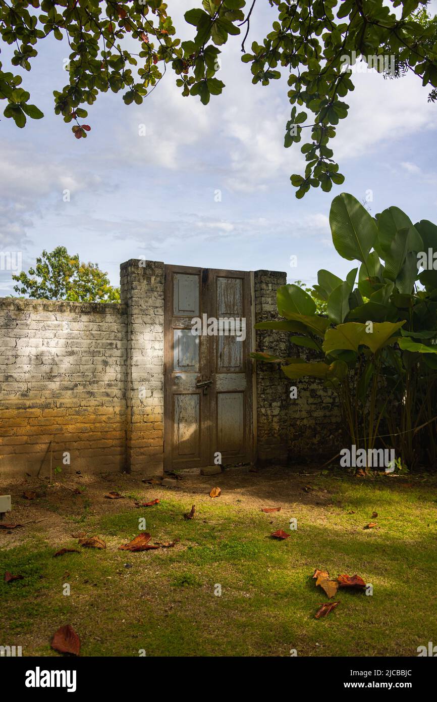 Wooden door without house. Door in a wall or fence overgrown by green ...