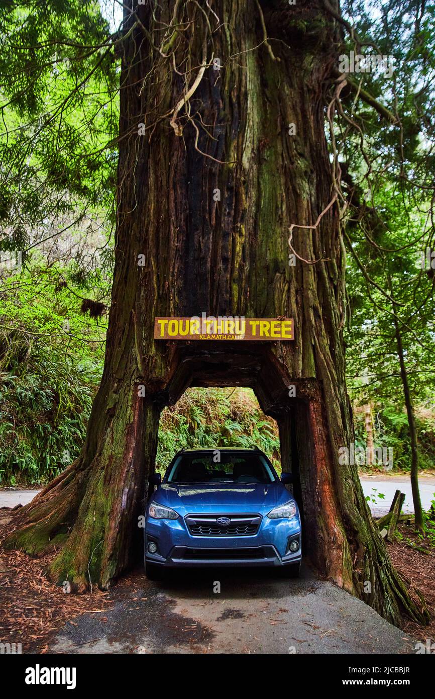 Subaru Crosstrek view parked inside a Redwood tree Stock Photo - Alamy