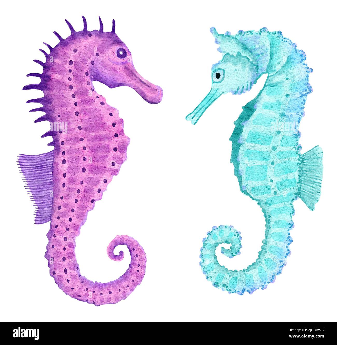 Blue Seahorses