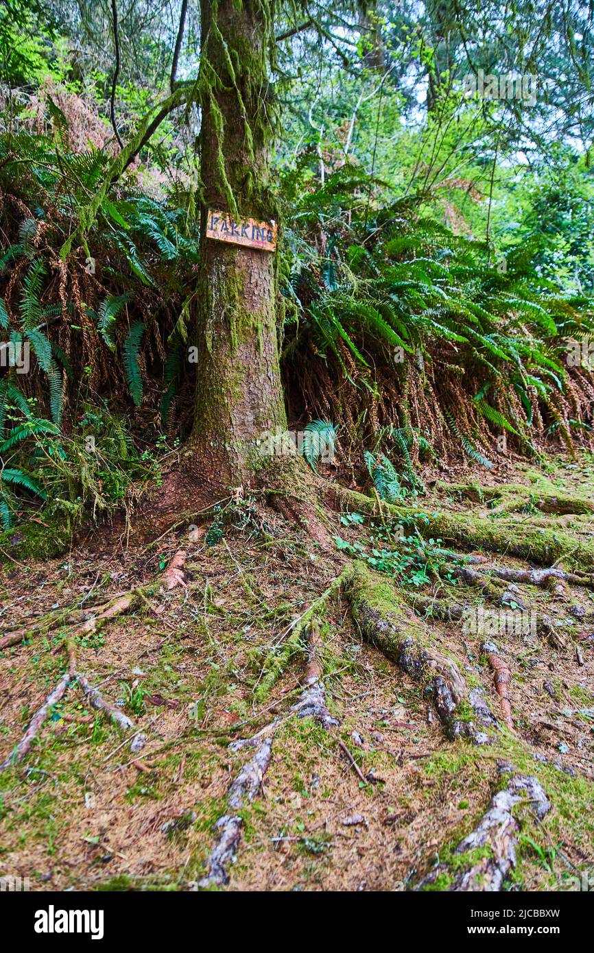 Tree with roots exposed and parking sign Stock Photo - Alamy