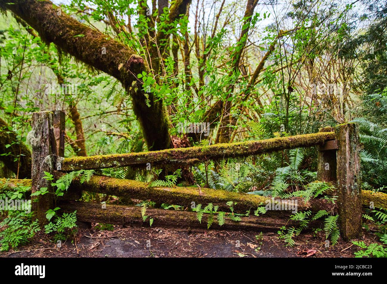 Old decayed wood fence with moss next to forest Stock Photo - Alamy