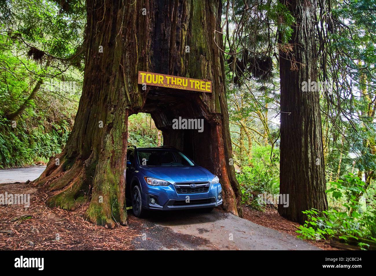 Subaru Crosstrek going through carved out Redwood tree in forest Stock ...